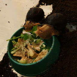 Lolabit — все посты пользователя