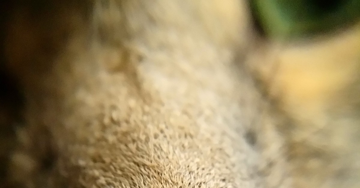 Кошачий нос | Пикабу