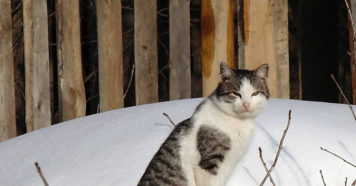 Котяра | Пикабу