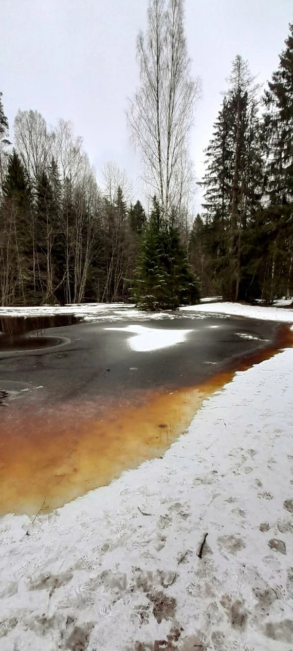 Весна в Ленинградской области | Пикабу