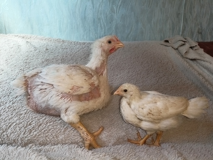 Бройлер vs несушка | Пикабу