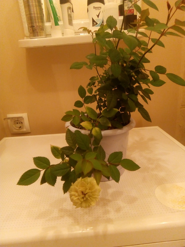 Мои розы | Пикабу