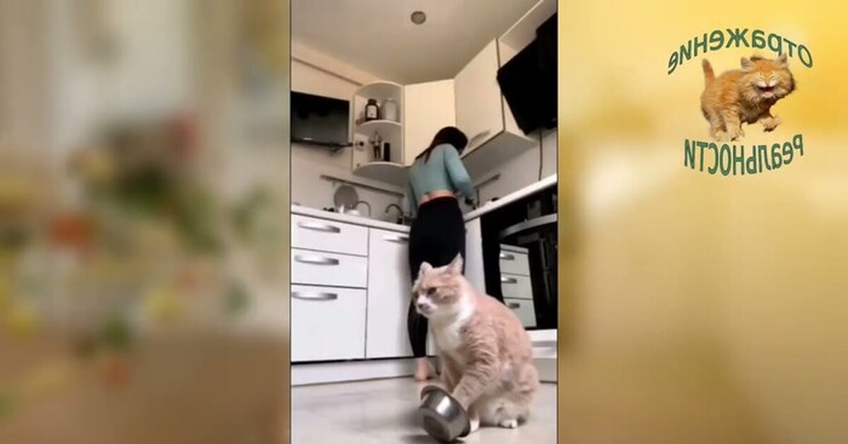 Смешные коты. Кот стучит миской в надежде на завтрак | Пикабу