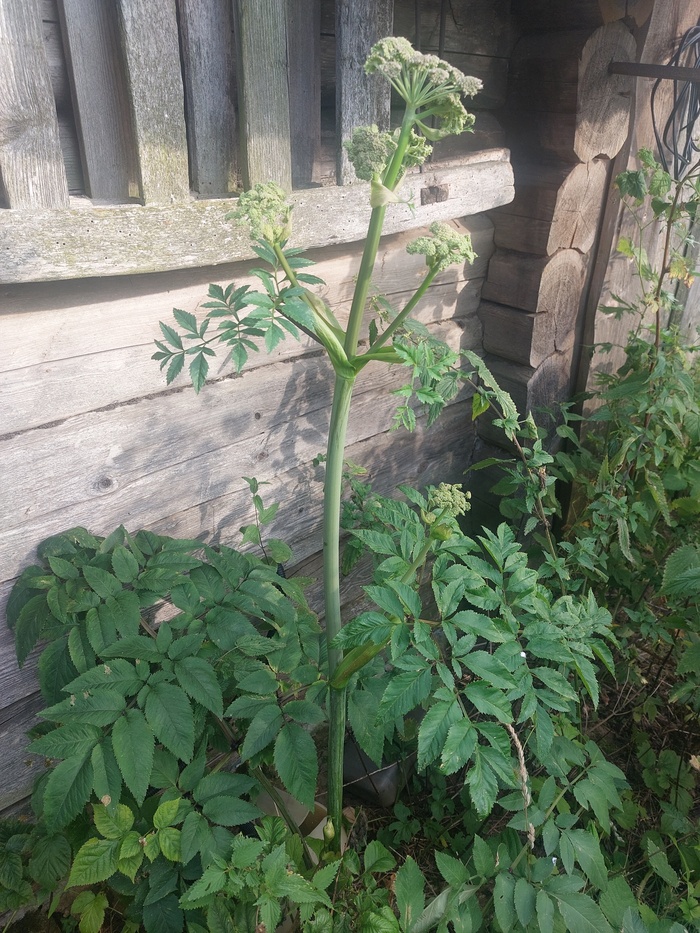 Как избавиться от борщевика | Пикабу