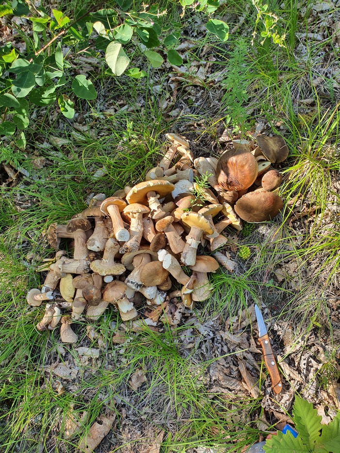 Грибница | Пикабу