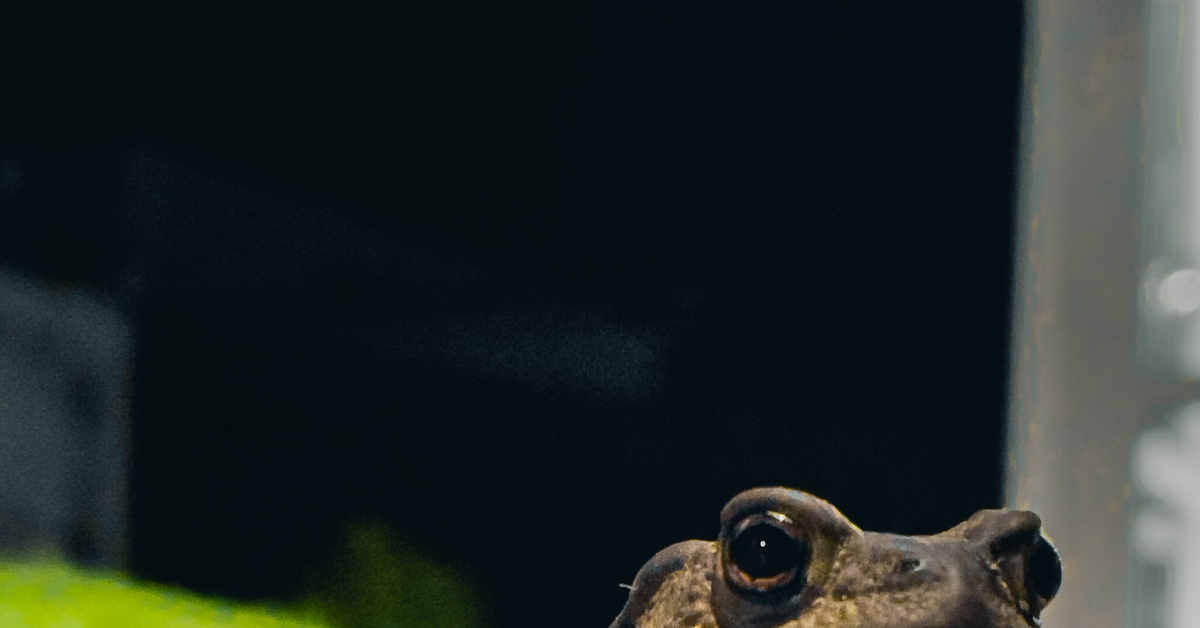 Лягухен | Пикабу