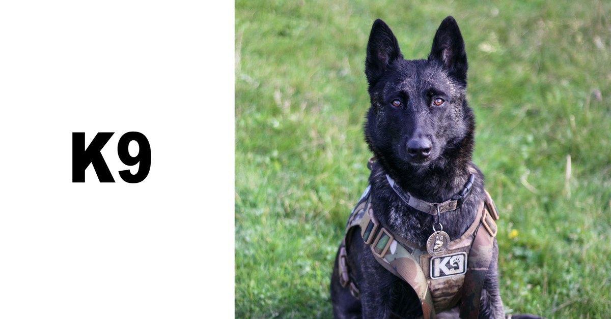 K9 vs K10 | Пикабу