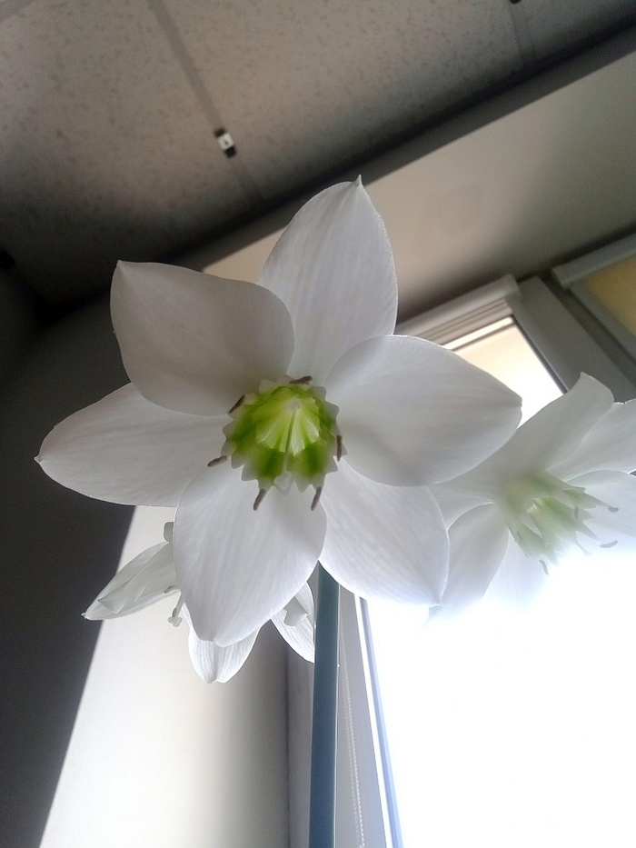 Лилейники | Пикабу