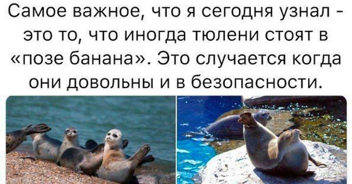 Тюлени | Пикабу