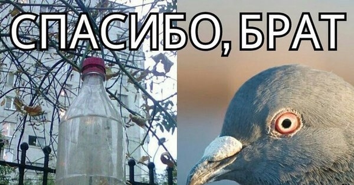 Кормушка | Пикабу