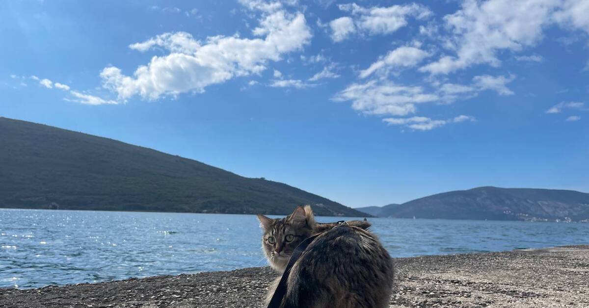 Моя королева | Пикабу