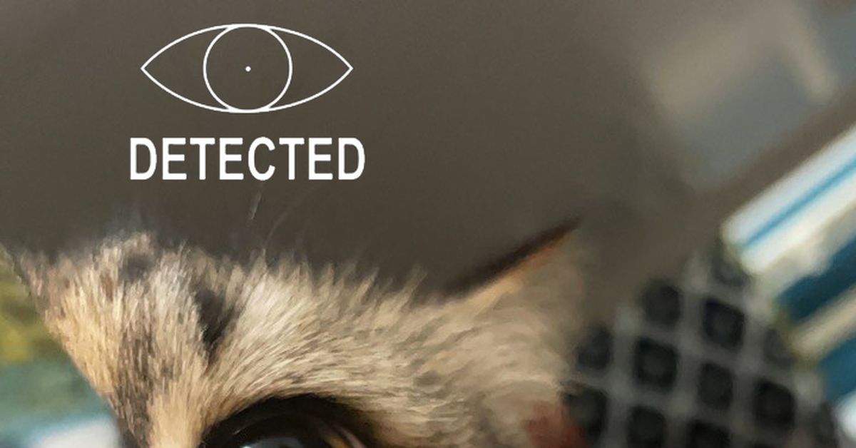 Каджит следит за тобой | Пикабу