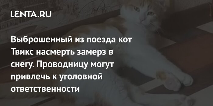 На смерть кота отреагировали в РЖД - 20.01.24 15:07 | Пикабу