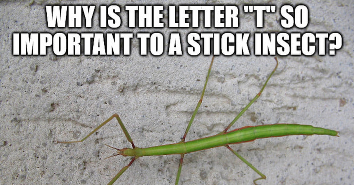 Stick insect | Пикабу