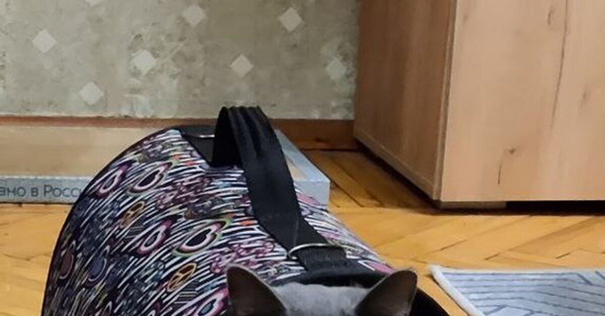 Продолжение поста «Кото гномик Лева ищет дом Примерно 4 5 лет Кастрирован привит обработан