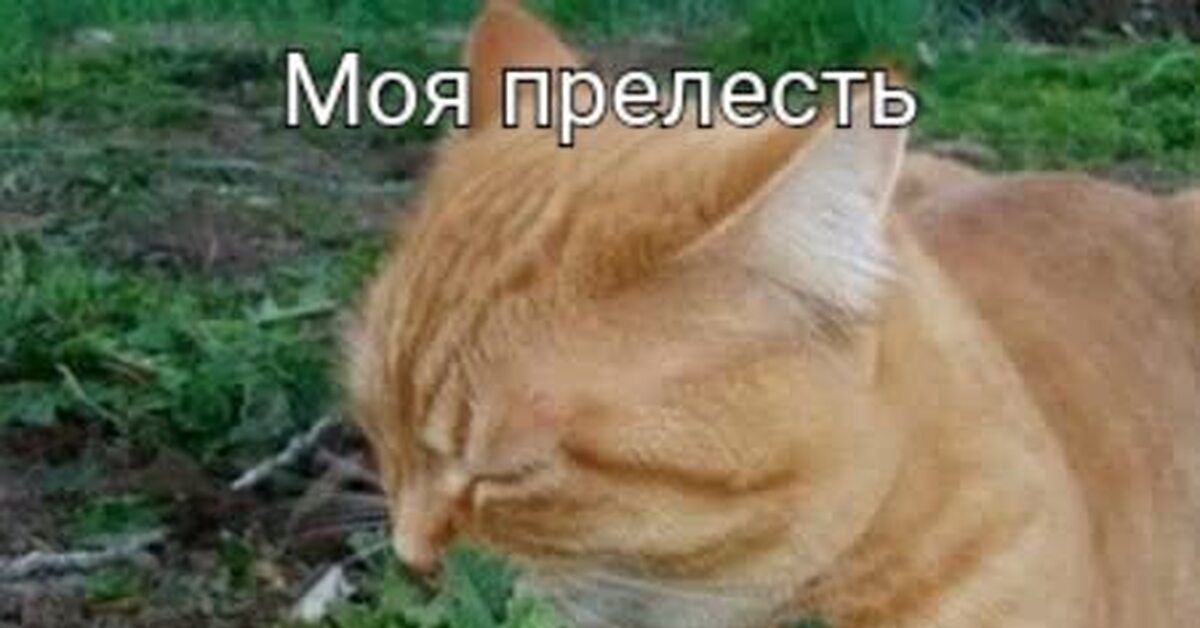 Моя прелесссть... | Пикабу