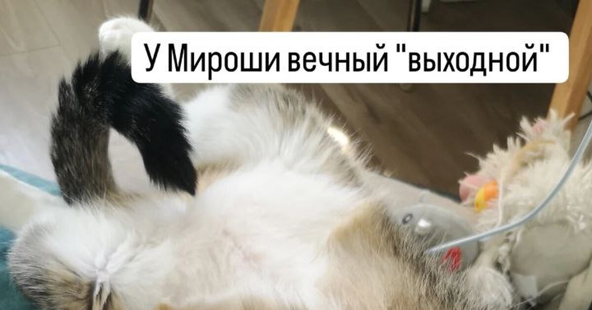 Когда рабочий день в разгаре... | Пикабу