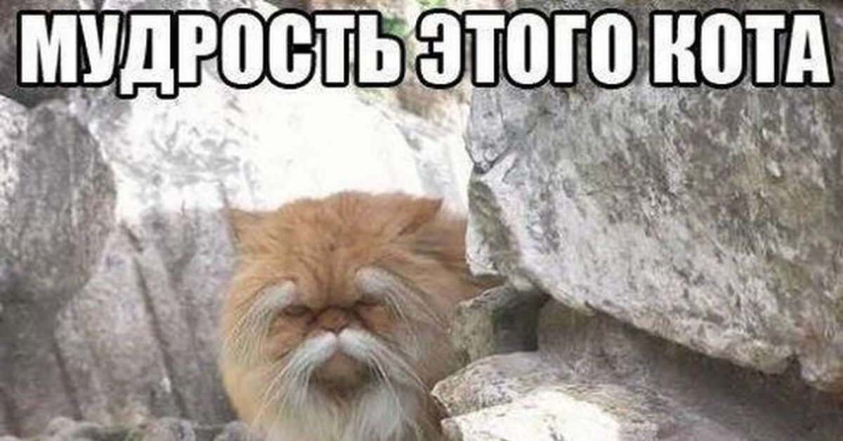 Кот сенсей | Пикабу