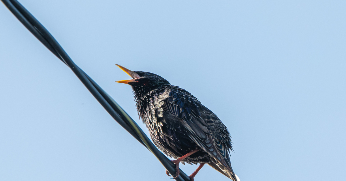 Скворцы прилетели | Пикабу