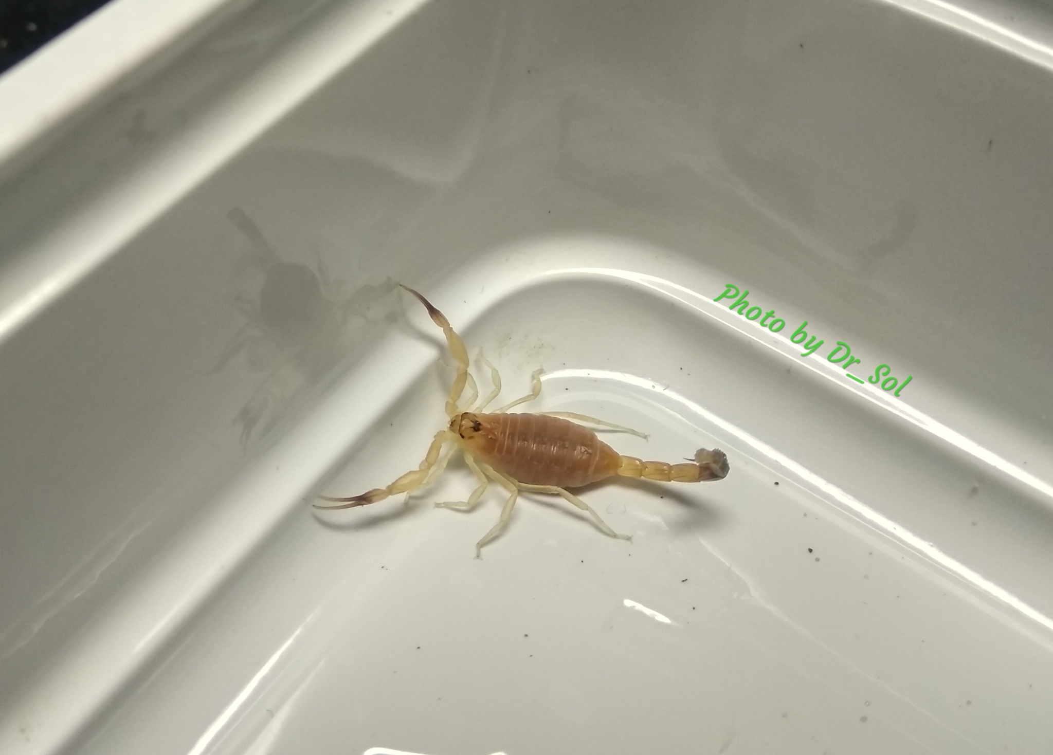 Скорпионы. Обновок пост. - 27.10.19 21:54 | Пикабу