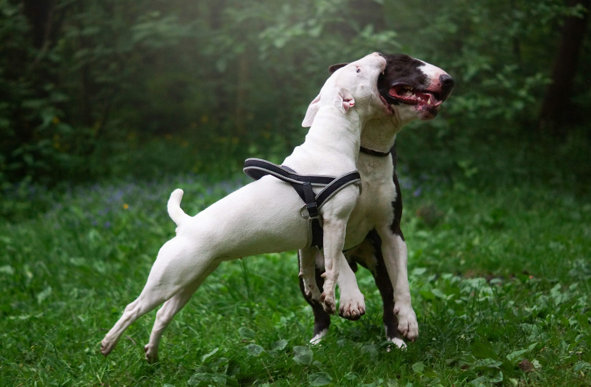 Когда в душе ты балерина. | Пикабу