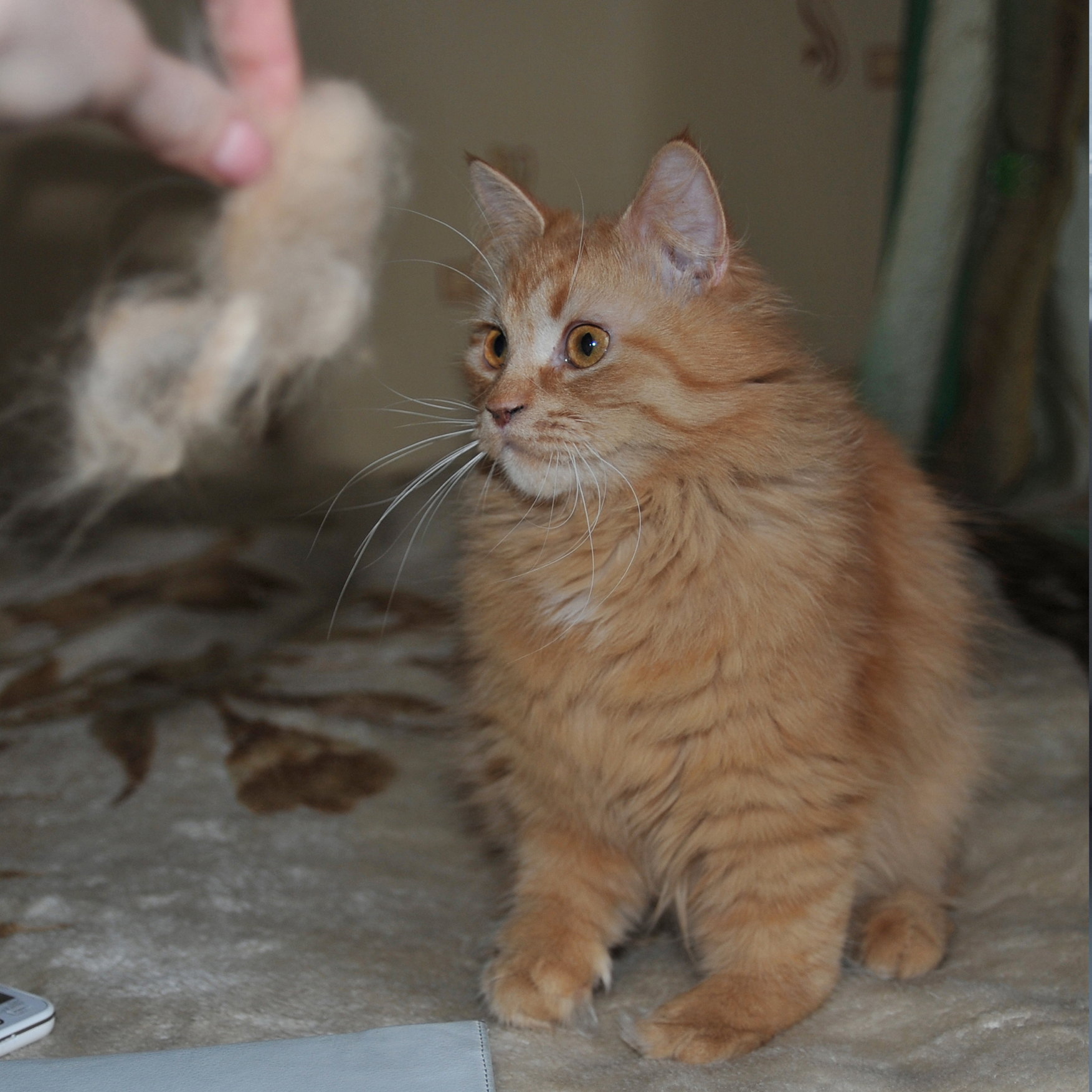 Котик из кошачьей шерсти | Пикабу