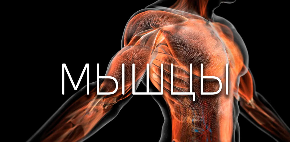 Гиподинамия? Разбираемся | Пикабу