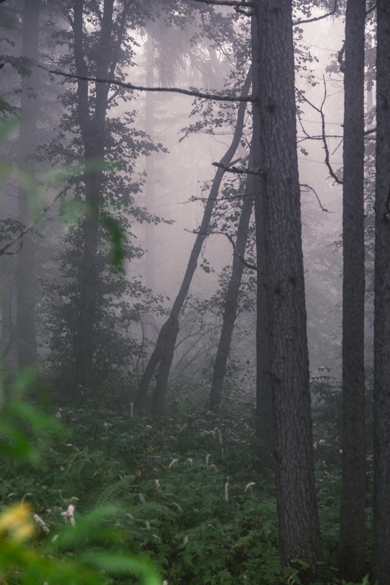 Аномалия ч2 | Пикабу