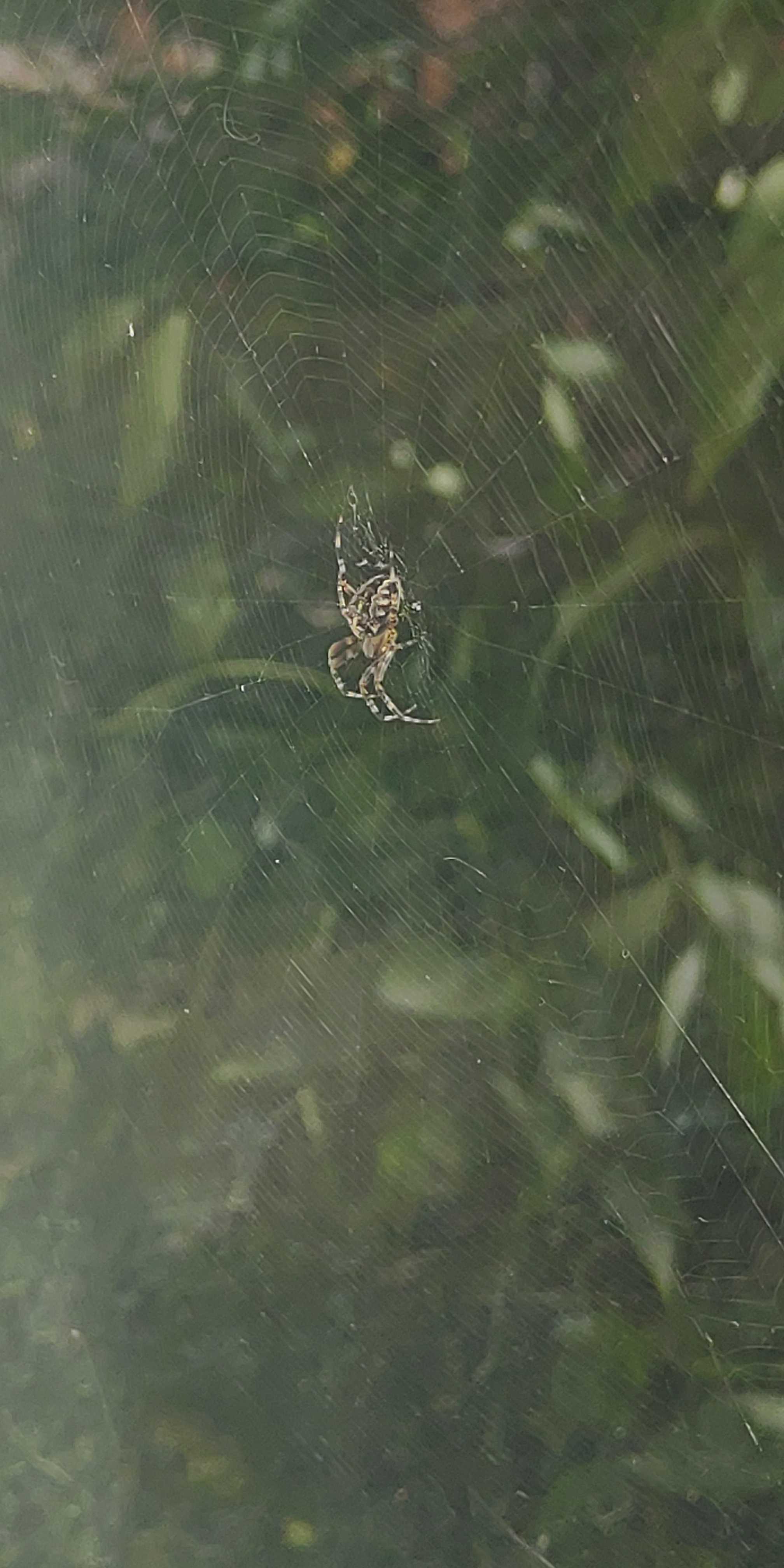 What is this spider? | Пикабу