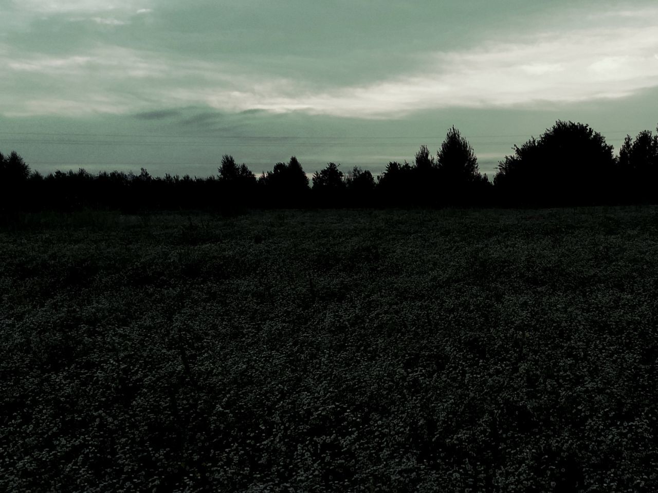 Dark forest photo for scp ua | Пикабу