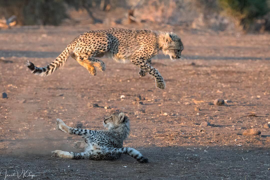 Leapfrog - pikabu.monster