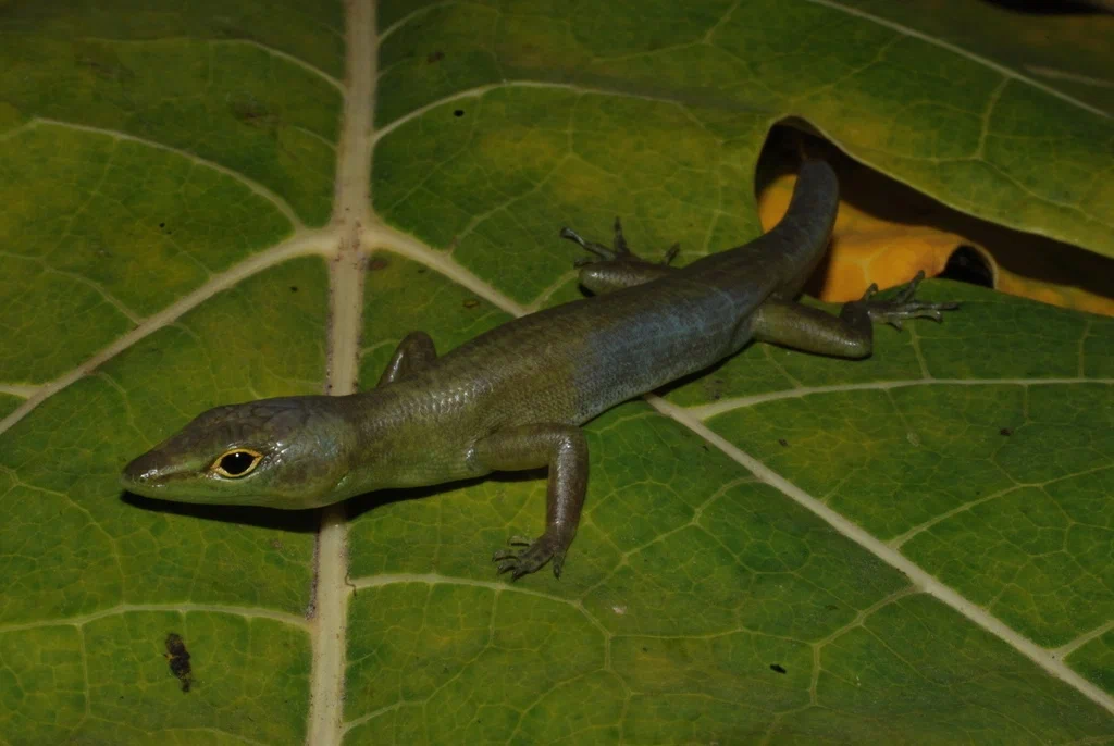 Зелёный зеленокровый сцинк: Эта ящерица обладает зелёными ...