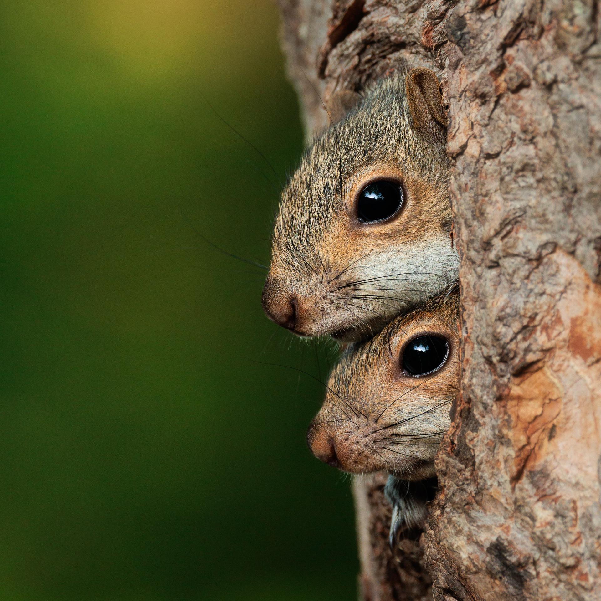Мы в домике | Пикабу