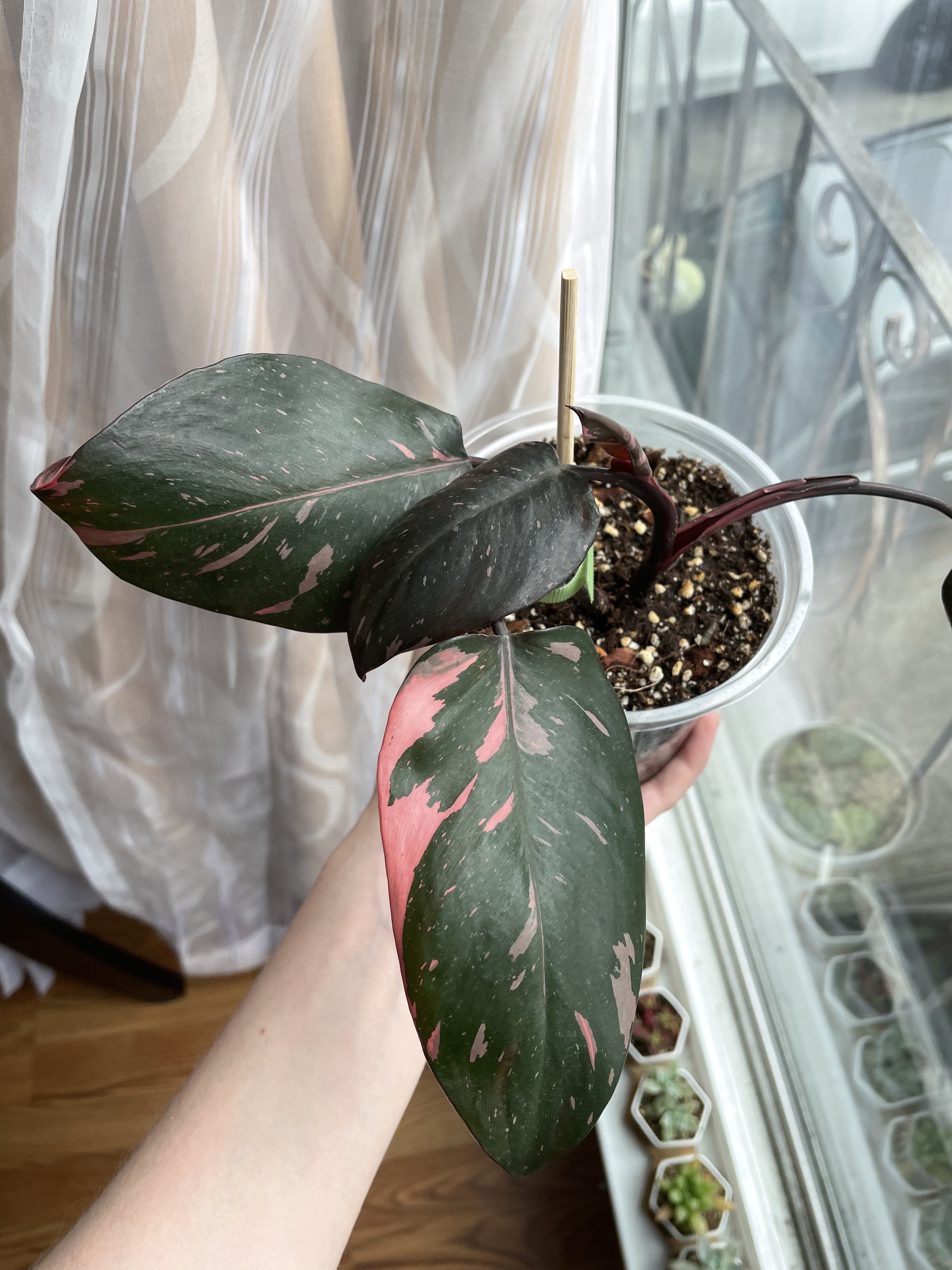 Цветочное хобби - 14.05.23 20:27 | Пикабу