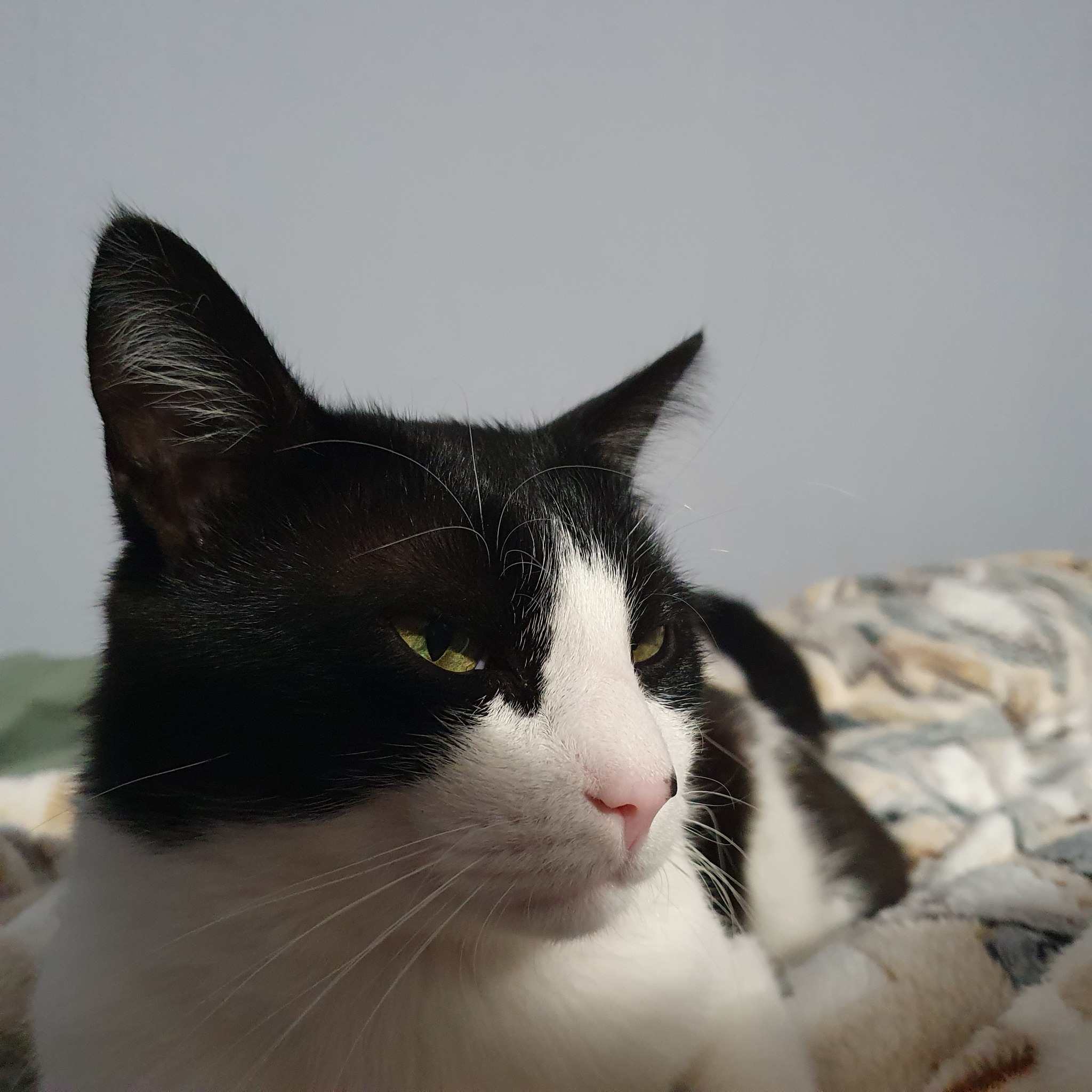 BUMSIK | Пикабу