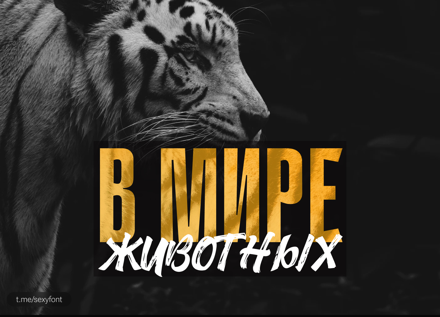 Шрифтовая пара. Damn и Riverhack | Пикабу