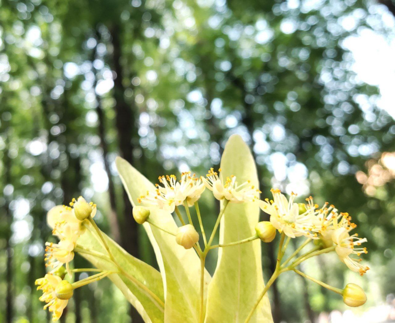 Летнее золото | Пикабу