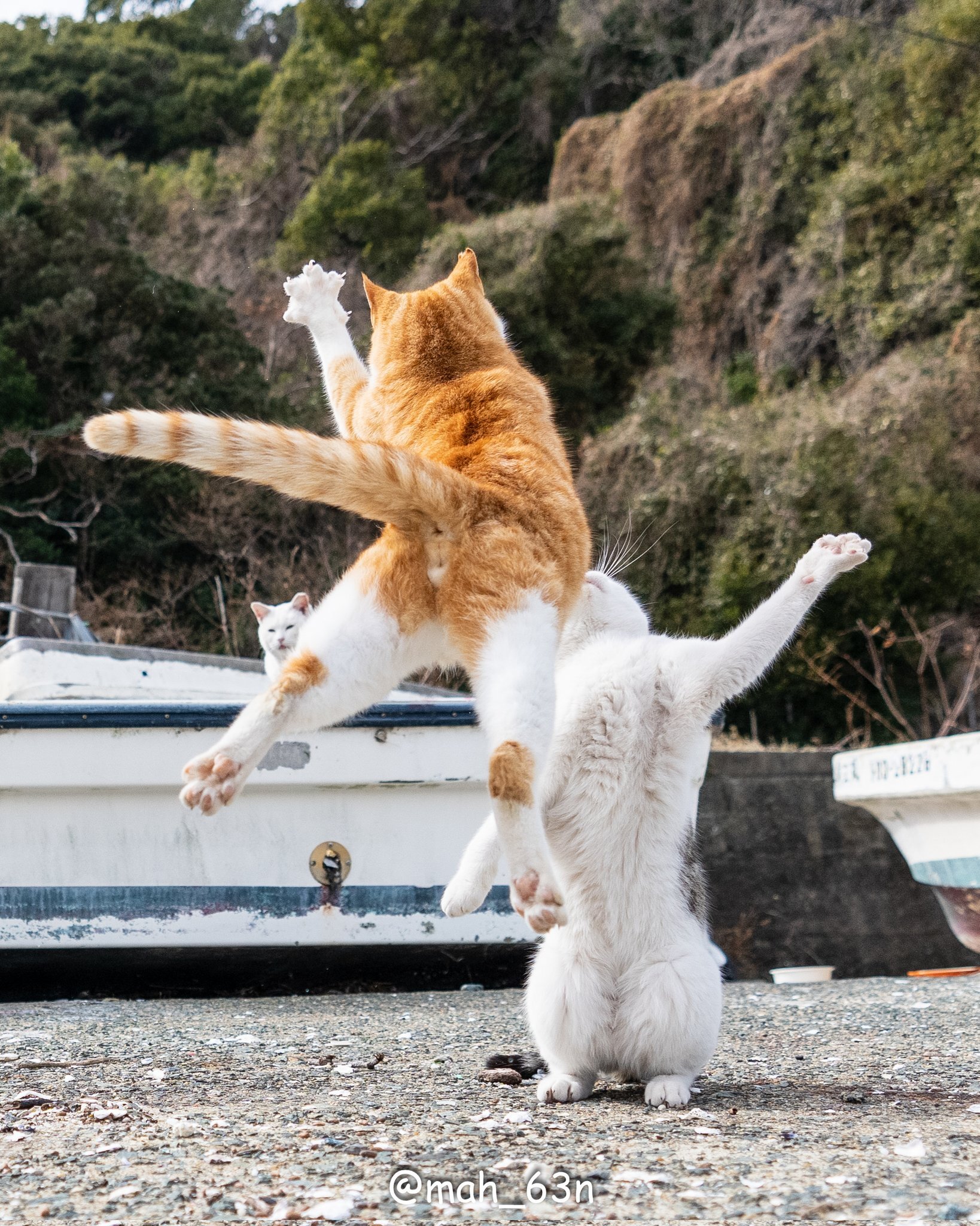 Летно-котовое [ из тви @mah_63n ] | Пикабу