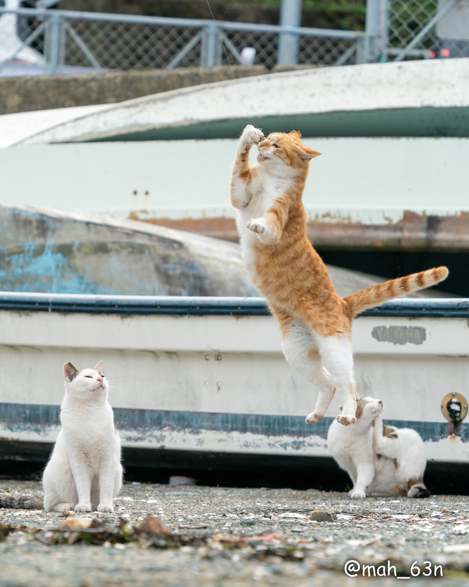 Летно-котовое [ из тви @mah_63n ] | Пикабу