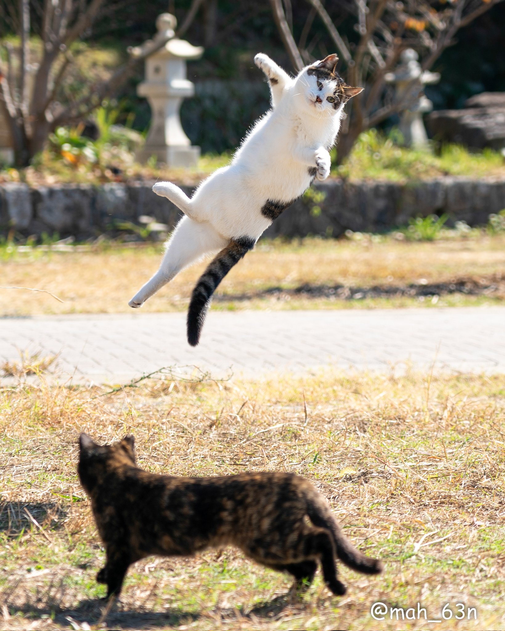 Летно-котовое [ из тви @mah_63n ] | Пикабу