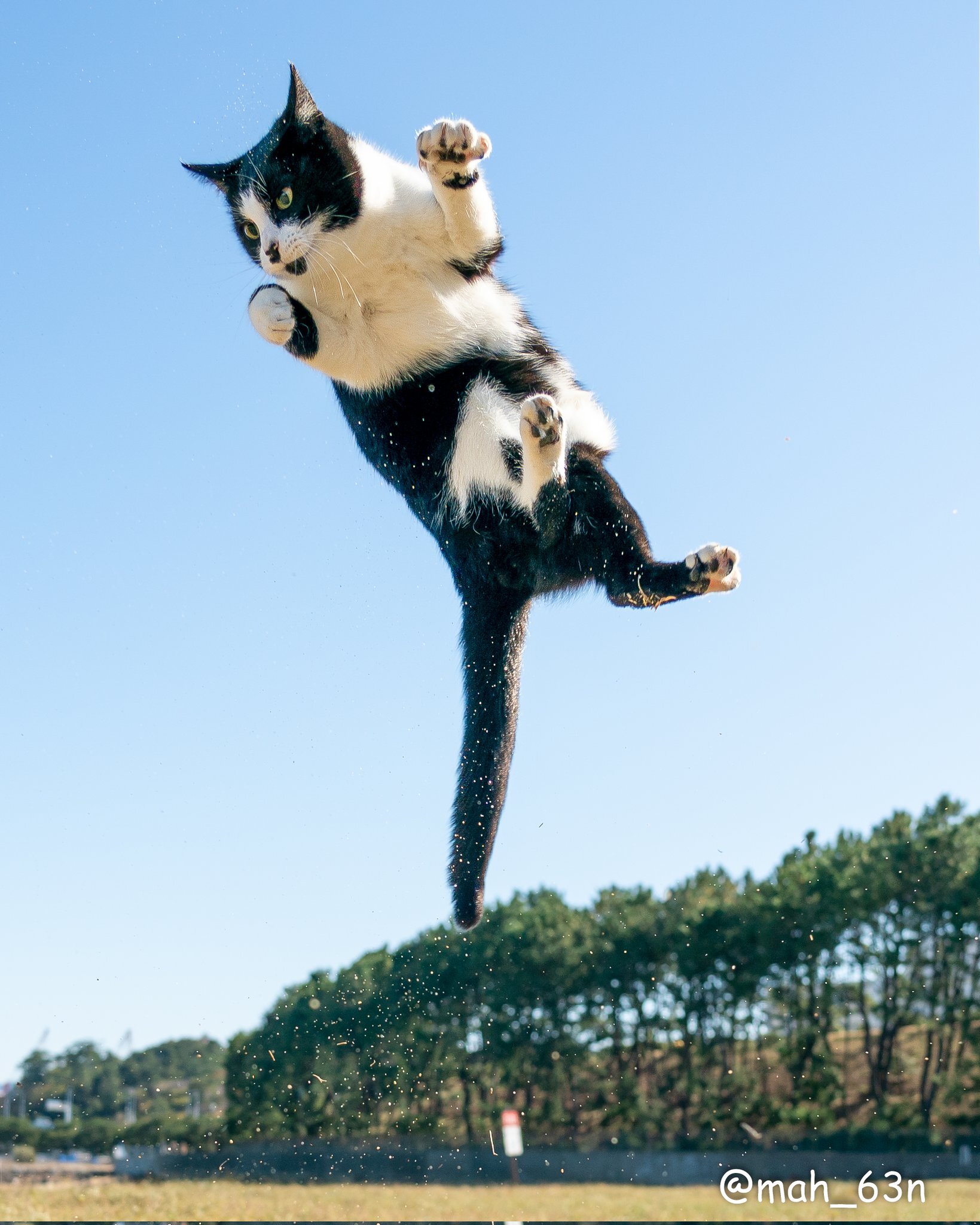 Летно-котовое [ из тви @mah_63n ] | Пикабу