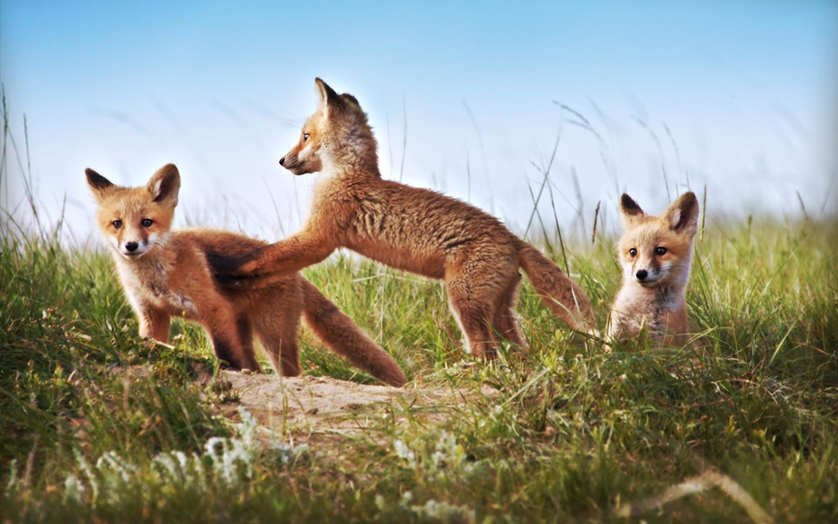 Игрули | Пикабу