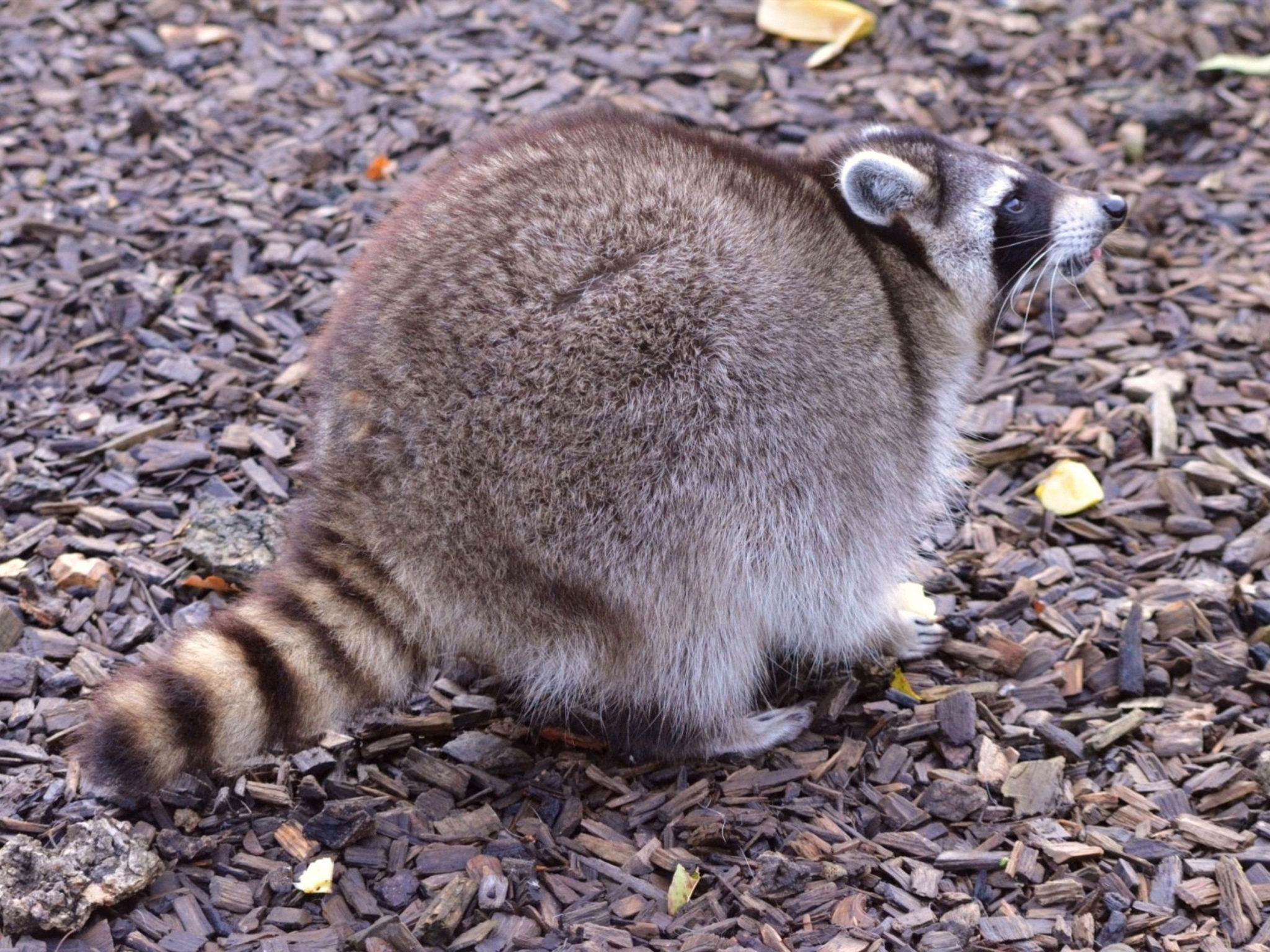The body is round. Идеально! | Пикабу