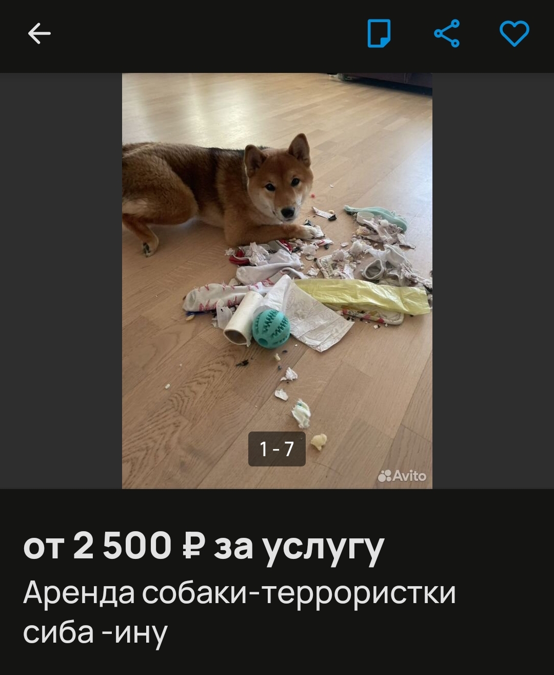 Собака-террористка | Пикабу