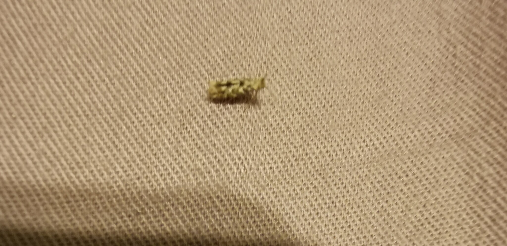 Вот такая зараза атаковала квартиру | Пикабу