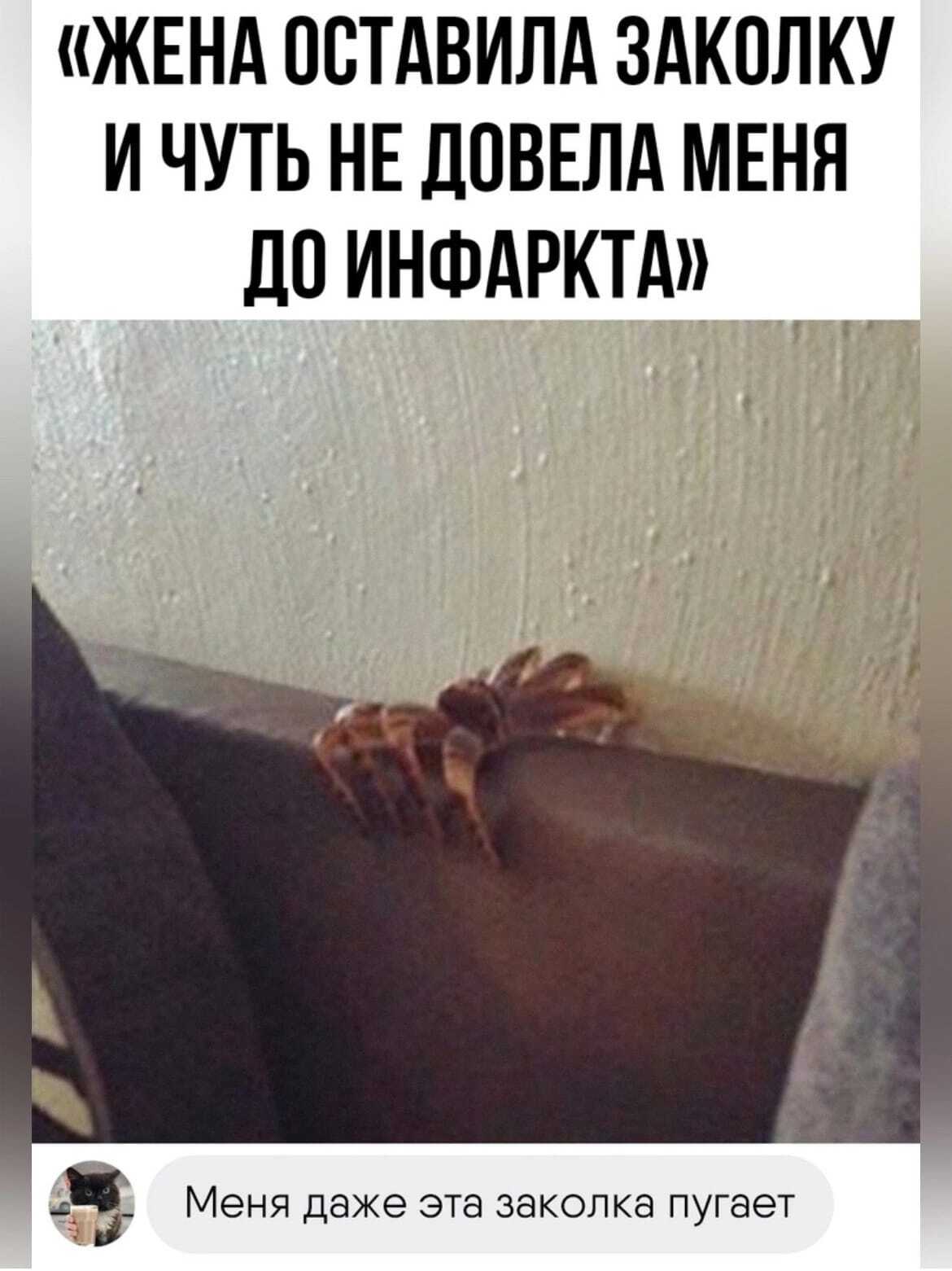 Заколка | Пикабу