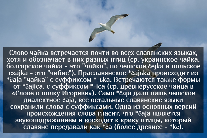 Этимология слова чайка | Пикабу
