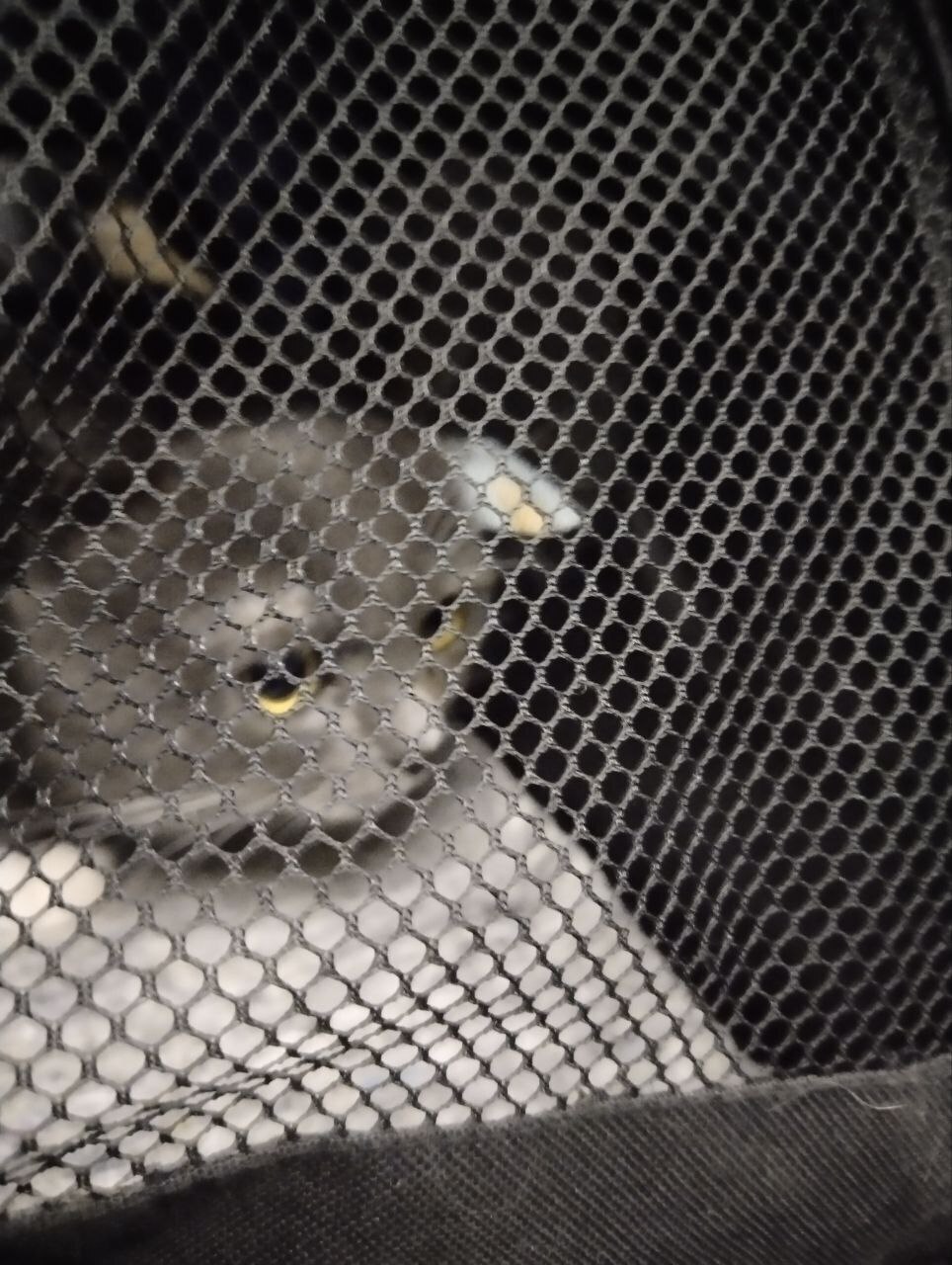 Продолжение поста «Кото гномик Лева ищет дом Примерно 4 5 лет Кастрирован привит обработан