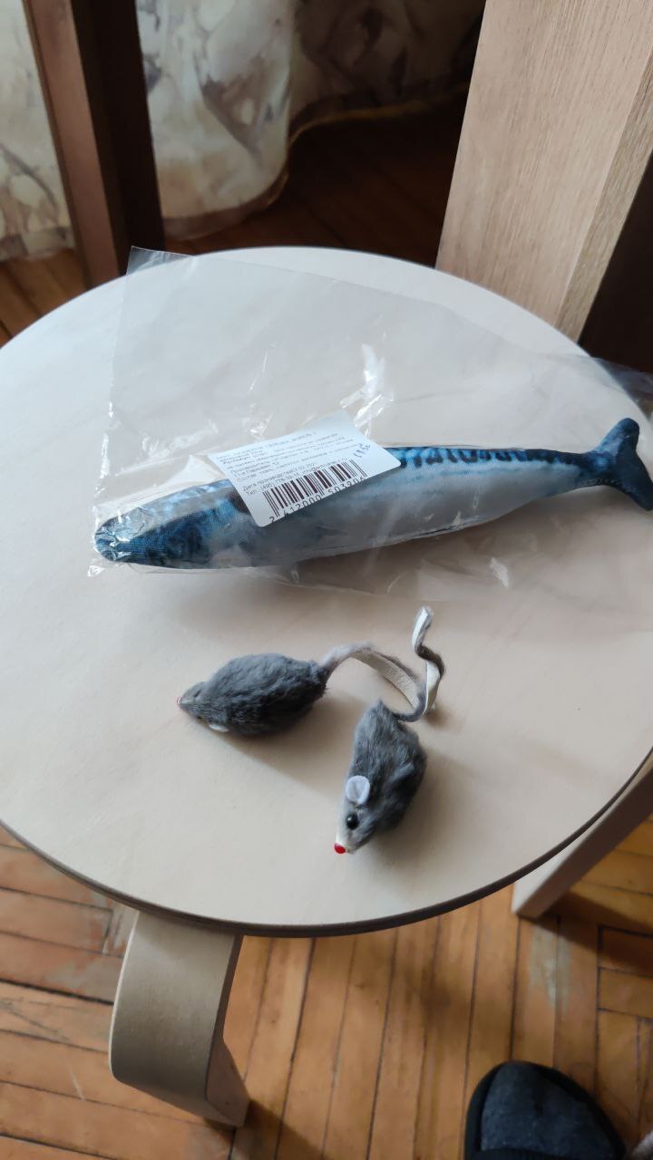 Продолжение поста «Кото гномик Лева ищет дом Примерно 4 5 лет Кастрирован привит обработан