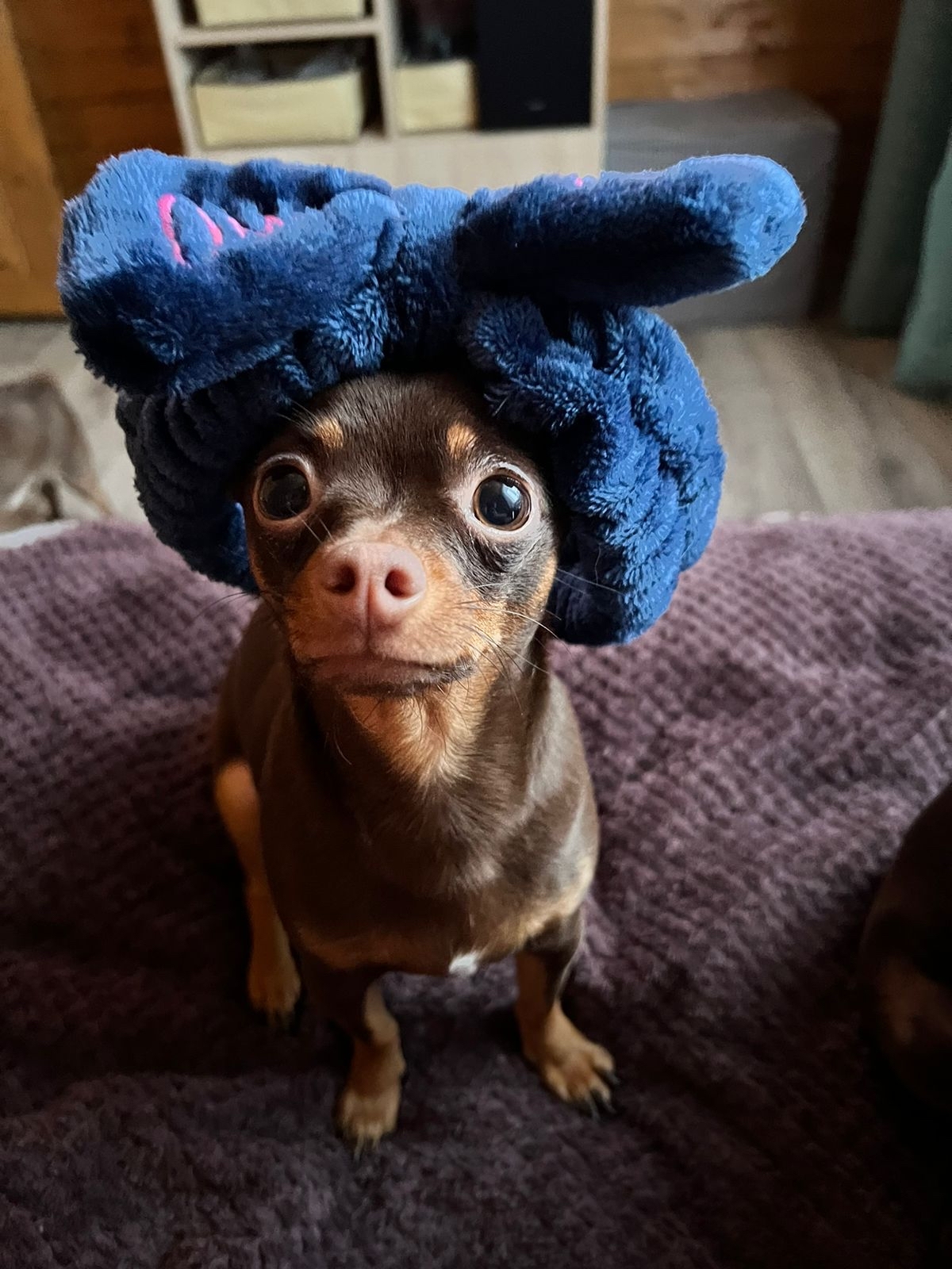 Собак вам принес | Пикабу